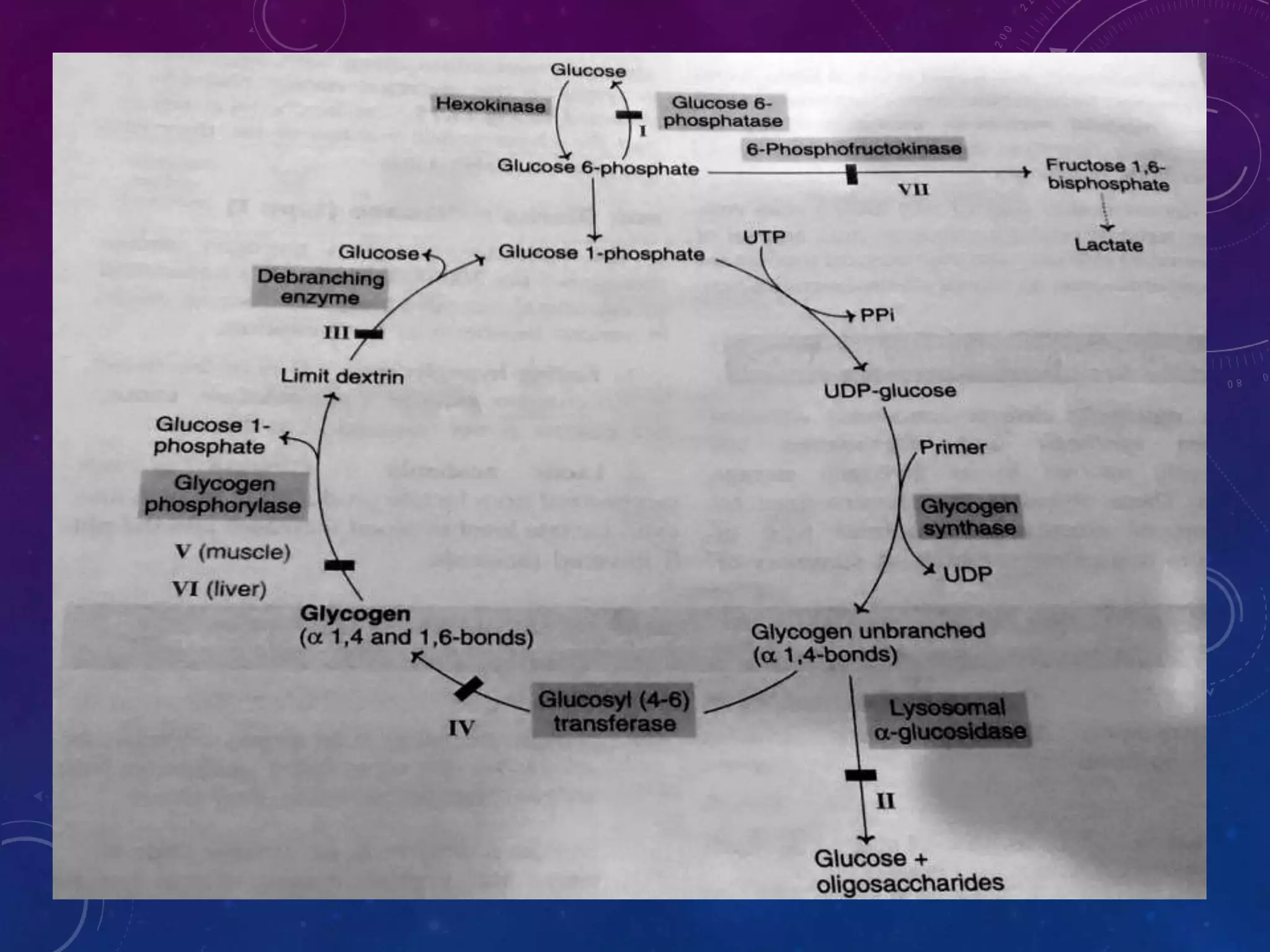 Glycogen metabolism s | PPT