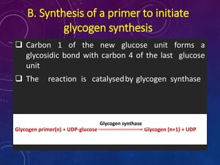 Glycogen metabolism s | PPT