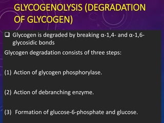 Glycogen metabolism s | PPT