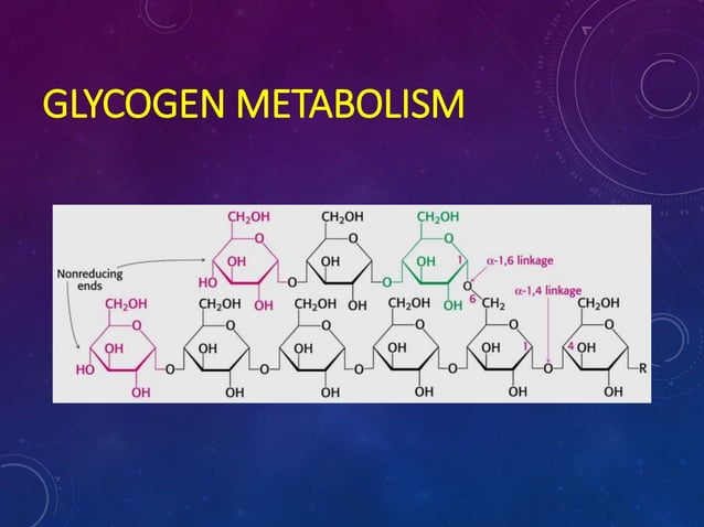 Glycogen metabolism s | PPT