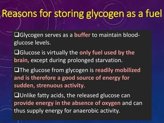 Glycogen metabolism s | PPT