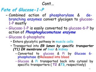 The effects of Glycogen Metabolism (1).pptx