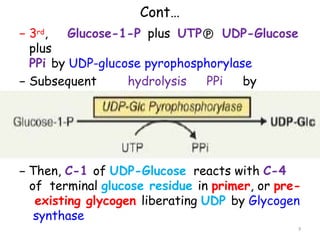 The effects of Glycogen Metabolism (1).pptx