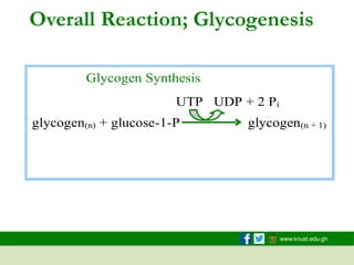 Lecture Note on Glycogen Metabolism_23.pptx
