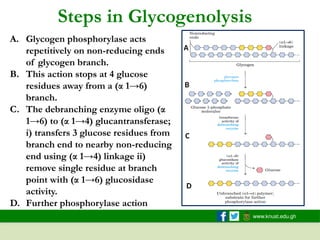 Lecture Note on Glycogen Metabolism_23.pptx