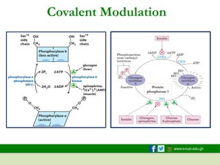 Lecture Note on Glycogen Metabolism_23.pptx