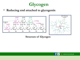 Lecture Note on Glycogen Metabolism_23.pptx