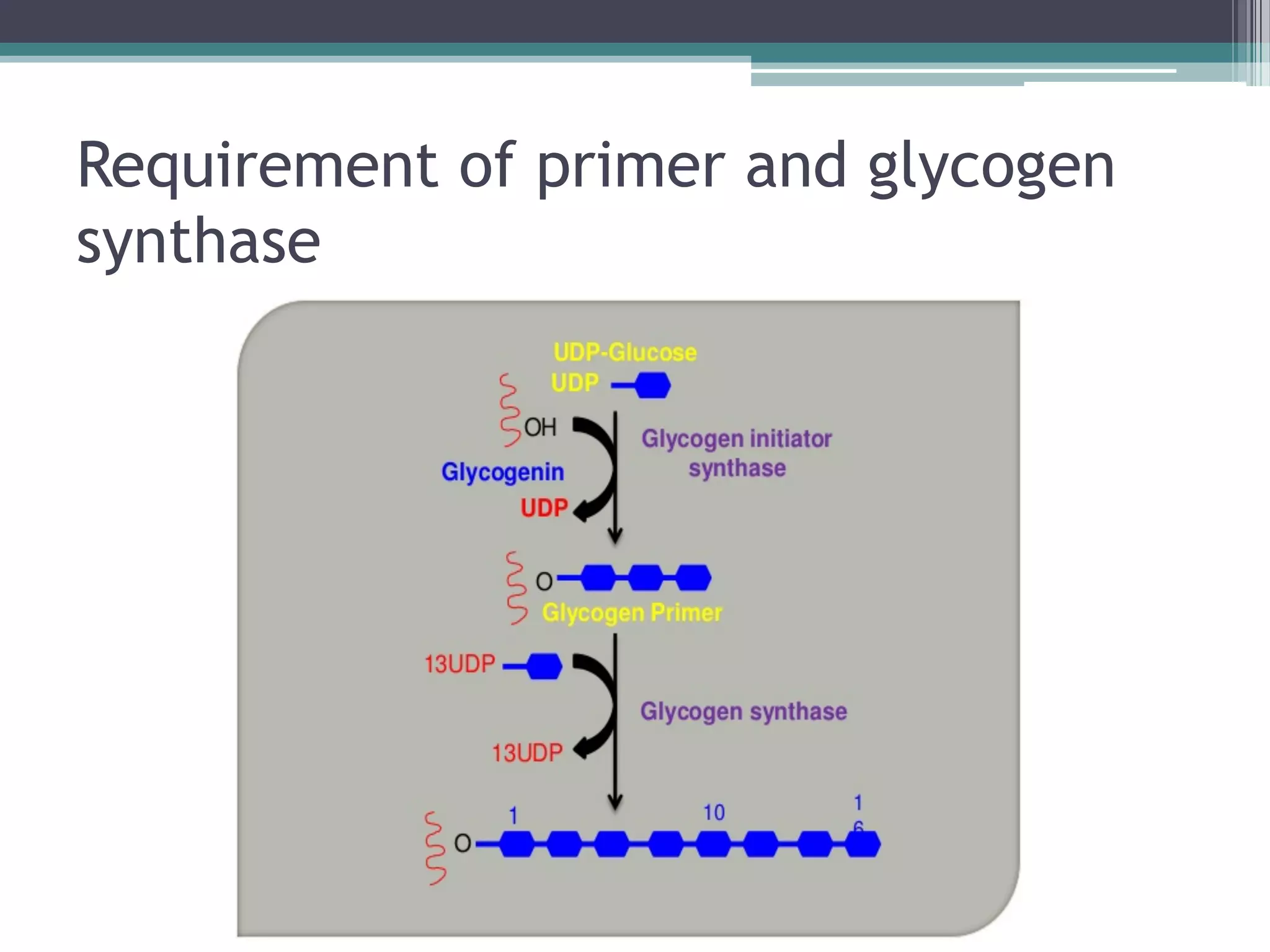 Glycogen metabolism and it’s regulation | PDF