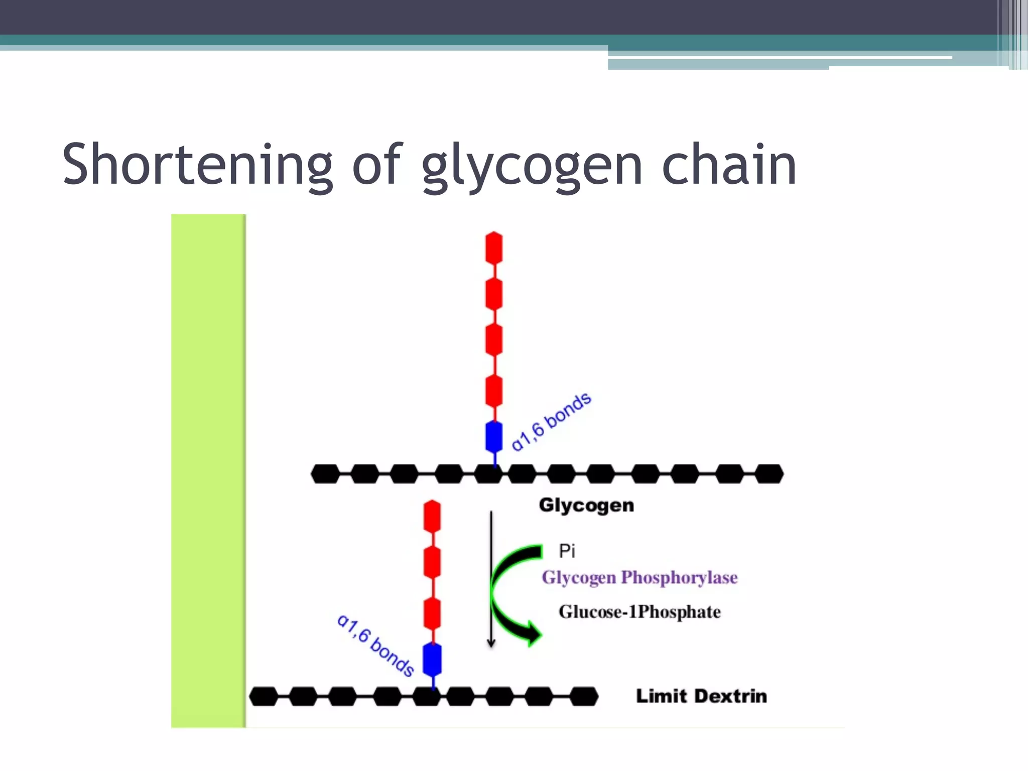 Glycogen metabolism and it’s regulation | PDF