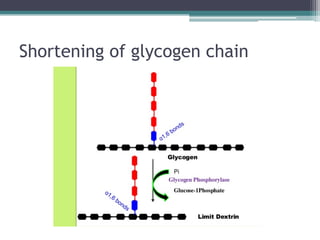Glycogen metabolism and it’s regulation | PDF