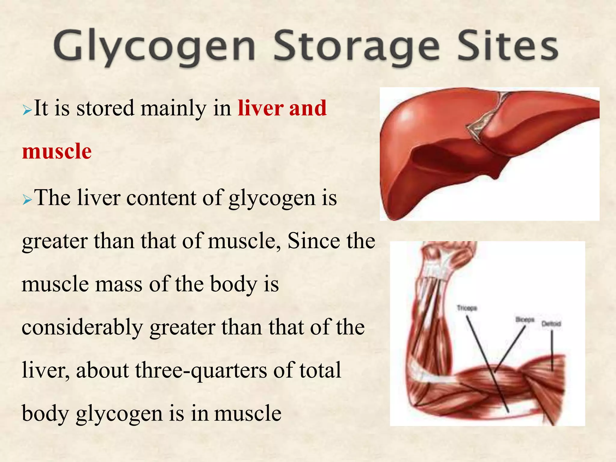 Glycogen metabolism and its regulation | PPTX