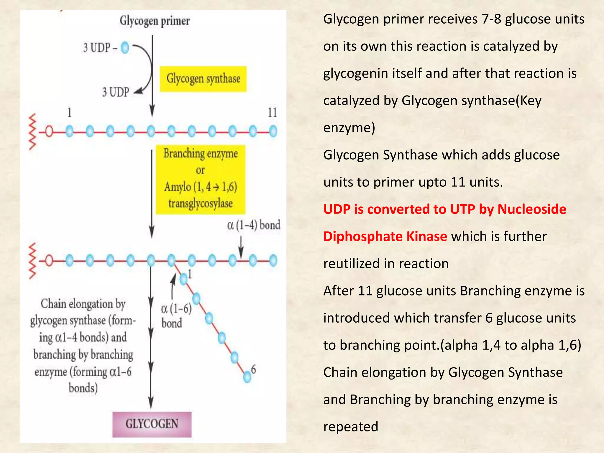 Glycogen metabolism and its regulation | PPTX