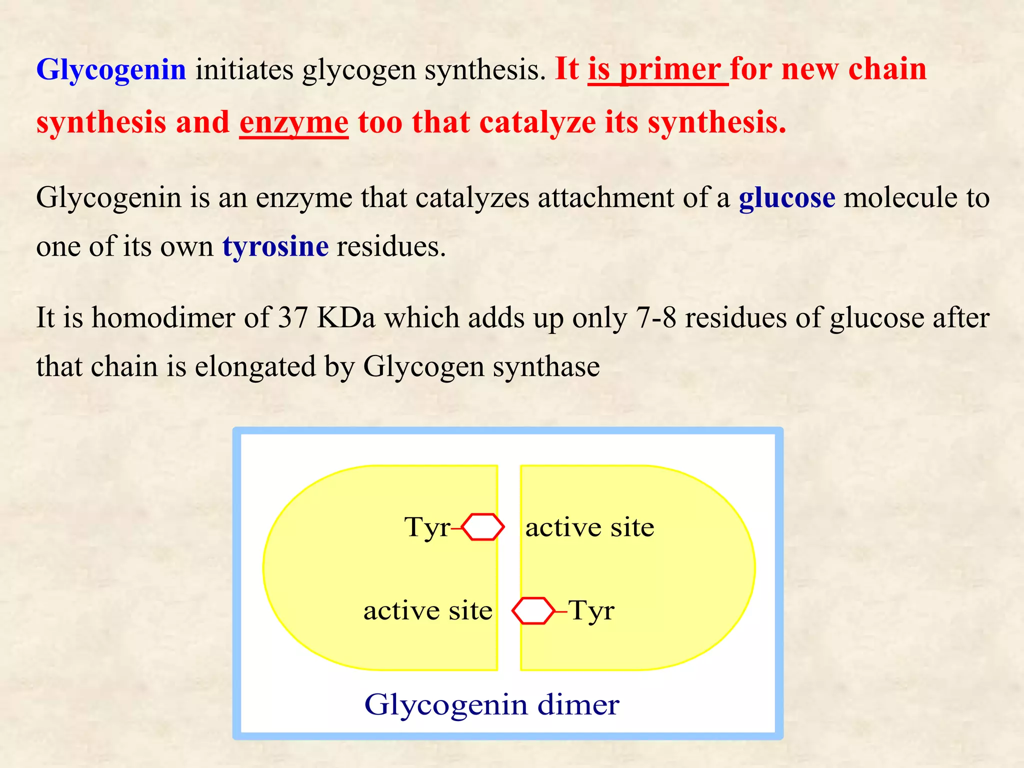 Glycogen metabolism and its regulation | PPTX