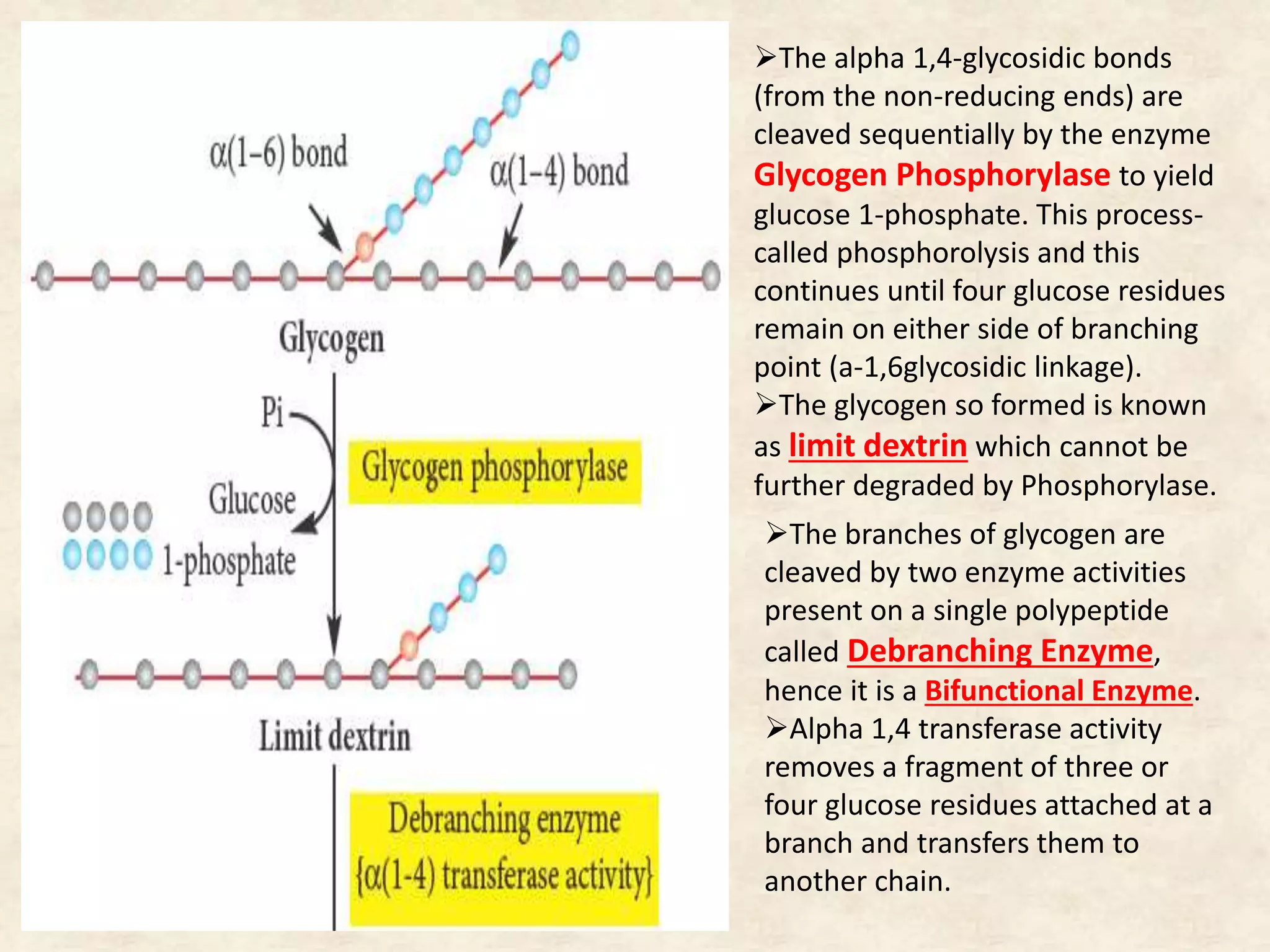 Glycogen metabolism and its regulation | PPTX