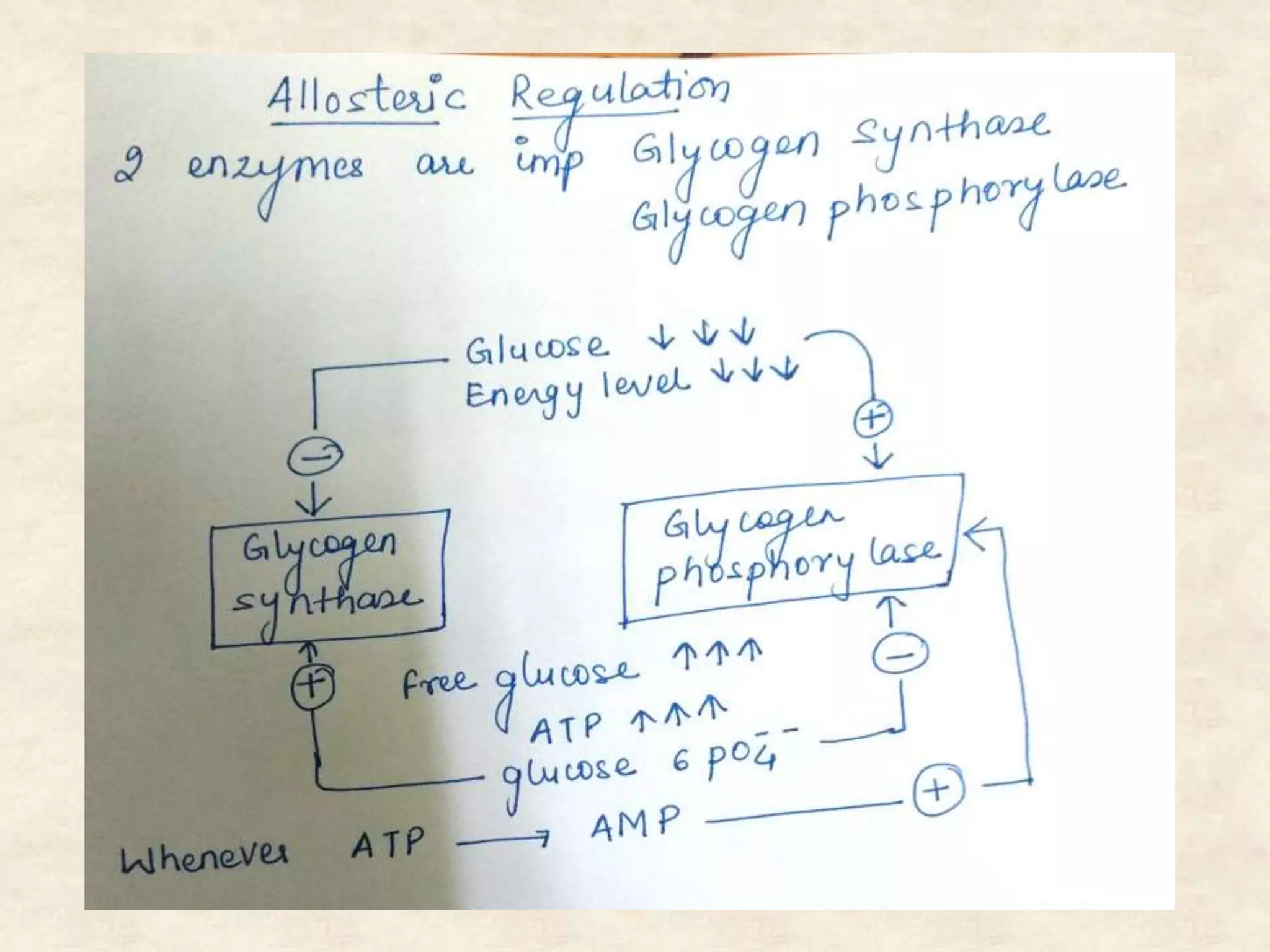 Glycogen metabolism and its regulation | PPTX