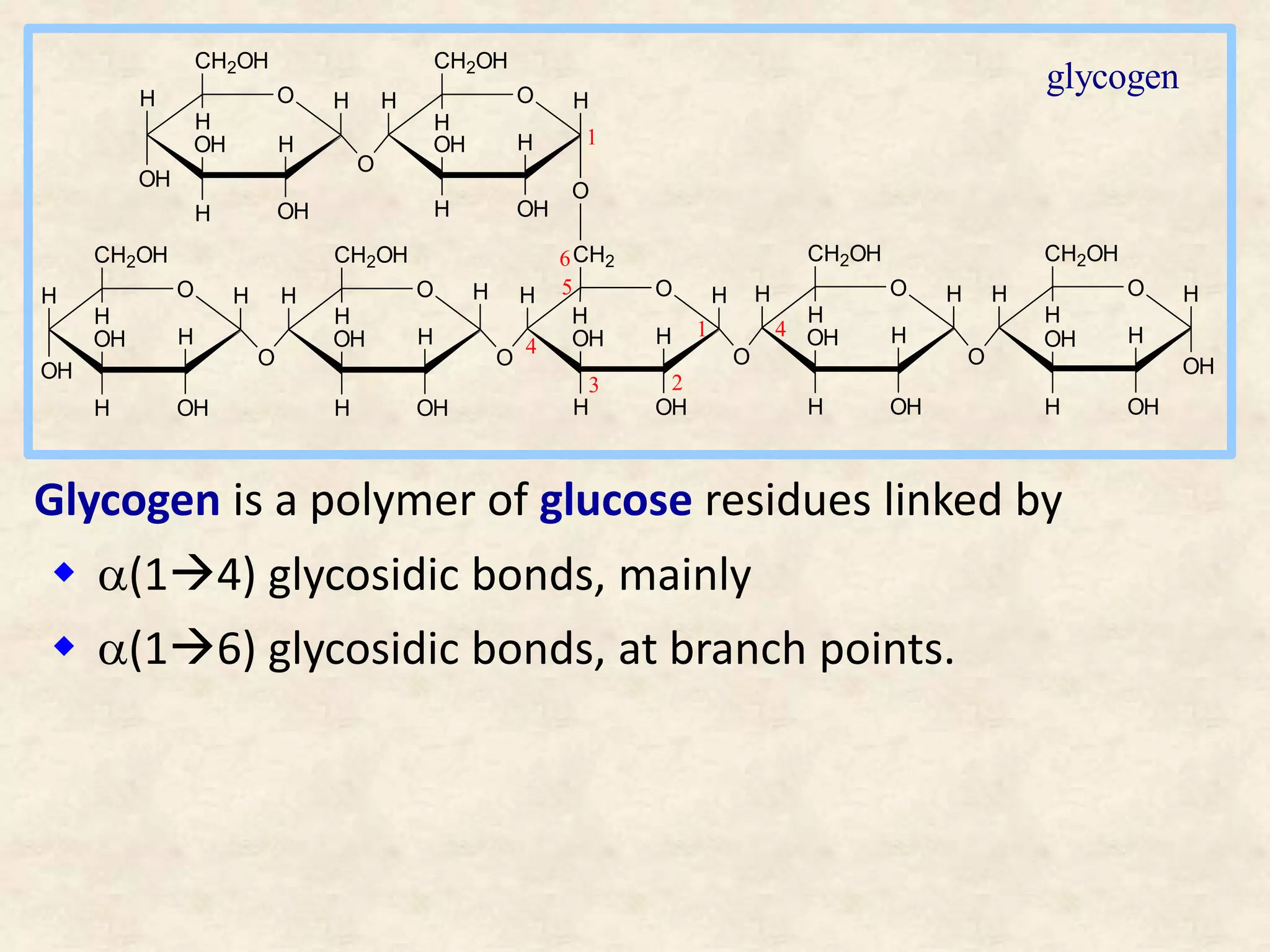 Glycogen metabolism and its regulation | PPTX
