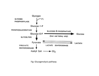 Glycogen Pathway
