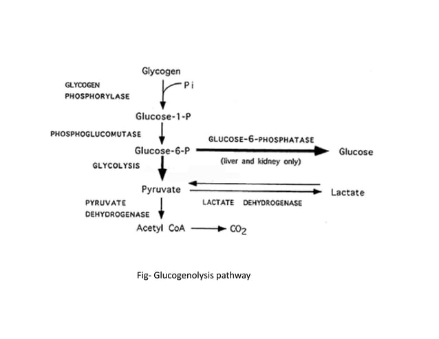 Glycogen metabolism pathway | PDF | Endocrine and Metabolic Diseases ...