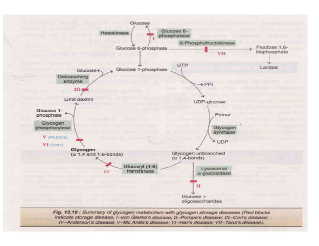 Glycogen metabolism pathway | PDF | Endocrine and Metabolic Diseases ...