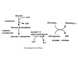 Glycogen metabolism pathway | PDF | Endocrine and Metabolic Diseases ...
