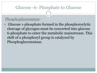 Glycogen Metabolism Pathways.pptx