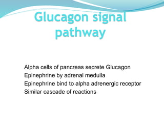 Glycogen metabolism ppt | PPTX