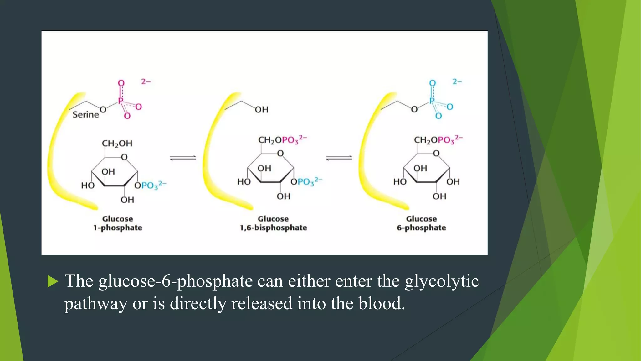 Glycogenolysis biochemistry.ppt[1] | PPTX
