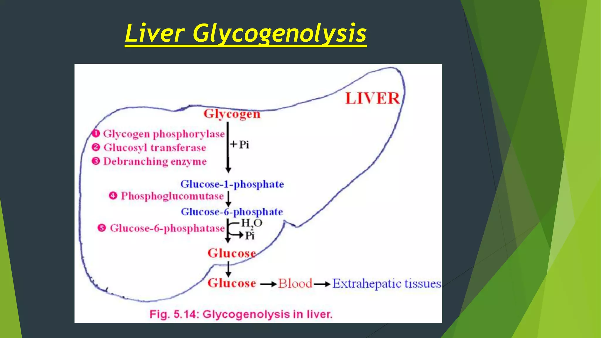 Glycogenolysis biochemistry.ppt[1] | PPTX
