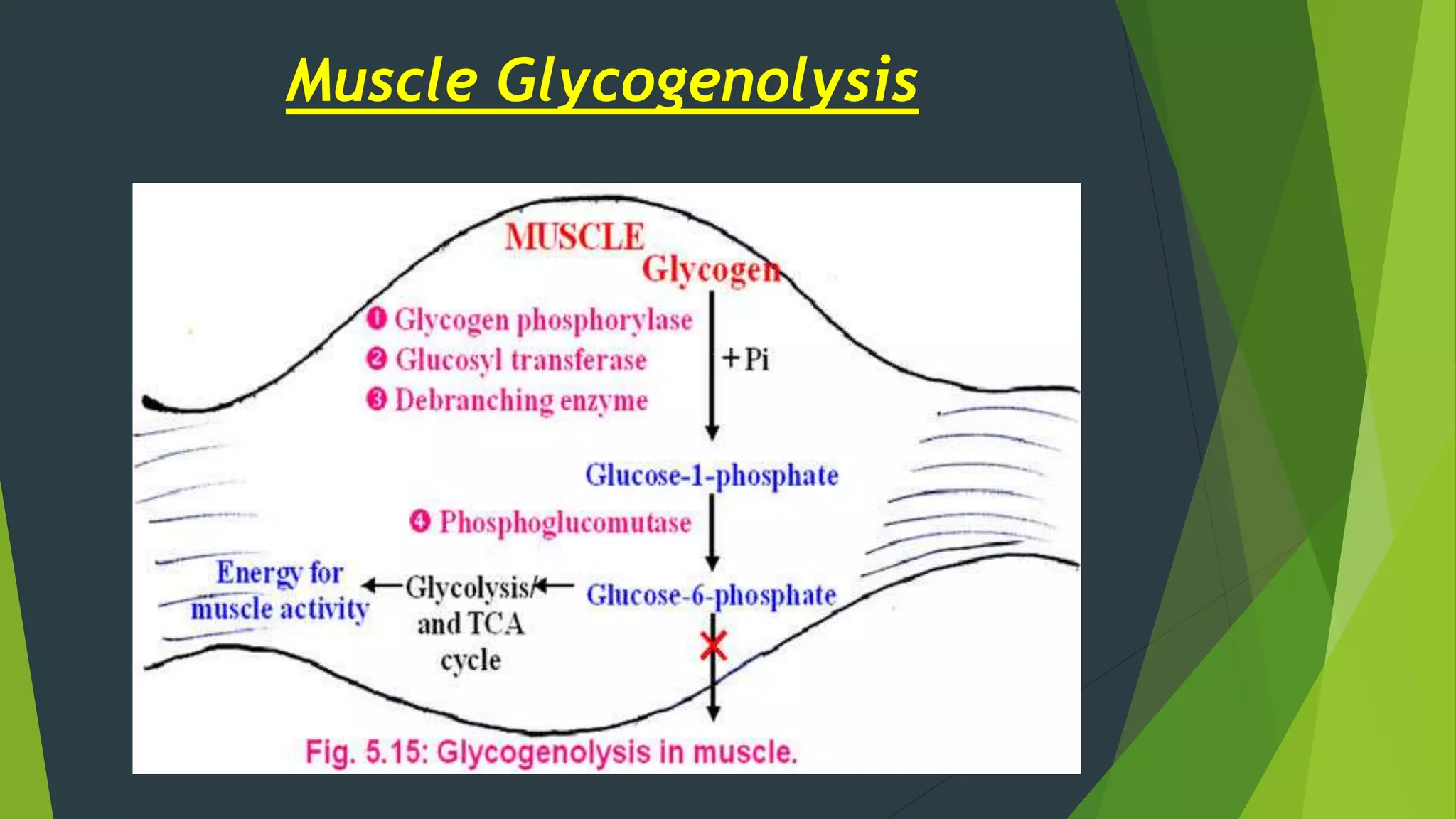 Glycogenolysis biochemistry.ppt[1] | PPTX