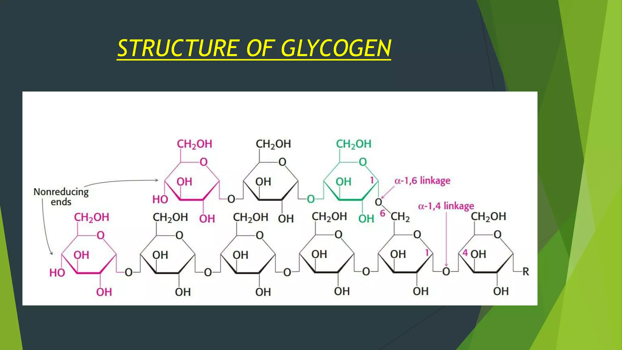 Glycogenolysis biochemistry.ppt[1] | PPTX