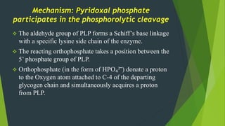Glycogenolysis biochemistry.ppt[1] | PPTX