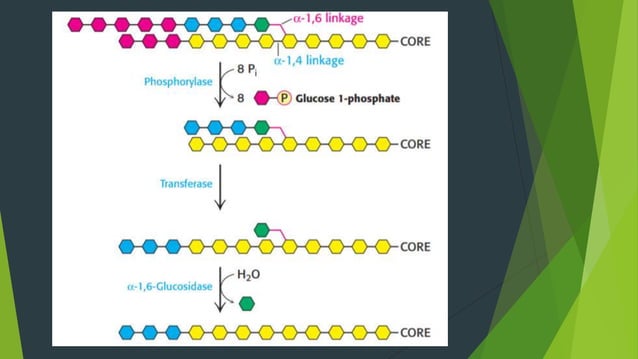Glycogenolysis biochemistry.ppt[1] | PPT