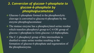 Glycogenolysis biochemistry.ppt[1] | PPT