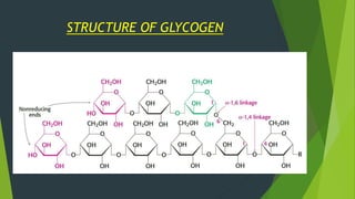 Glycogenolysis biochemistry.ppt[1] | PPTX