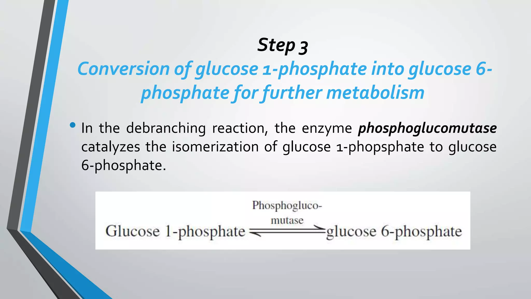 Glycogenolysis | PPTX