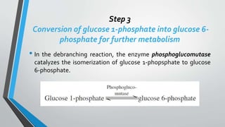 Glycogenolysis | PPTX