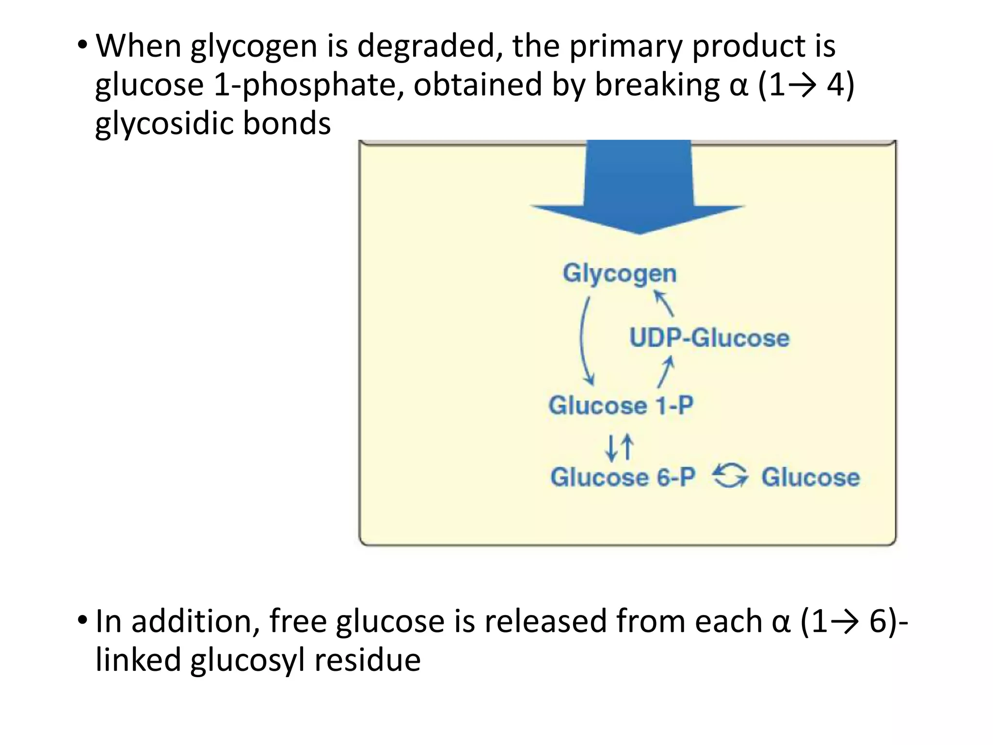 (Glycogenolysis) | PPT