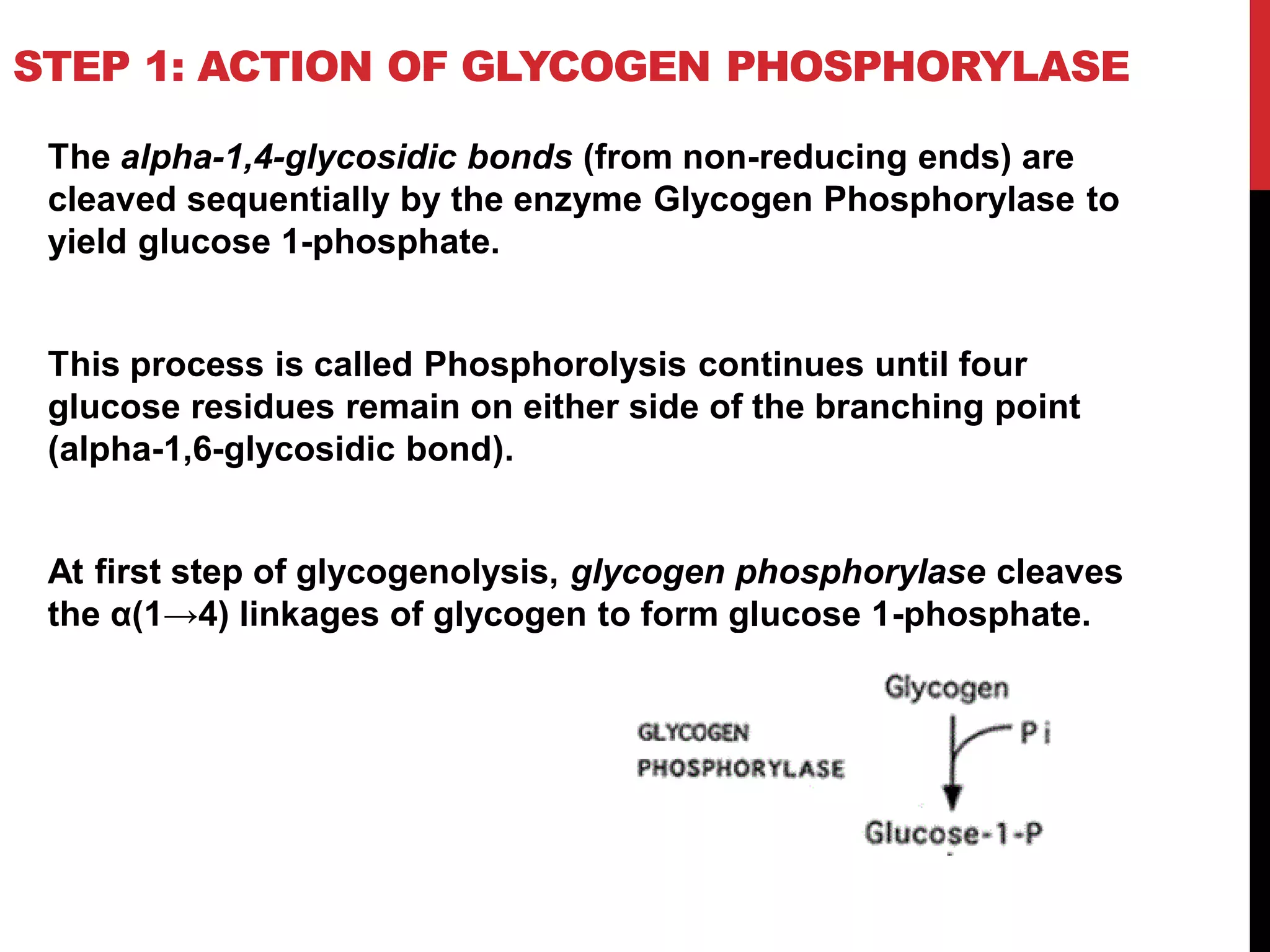 Glycogenolysis | PDF