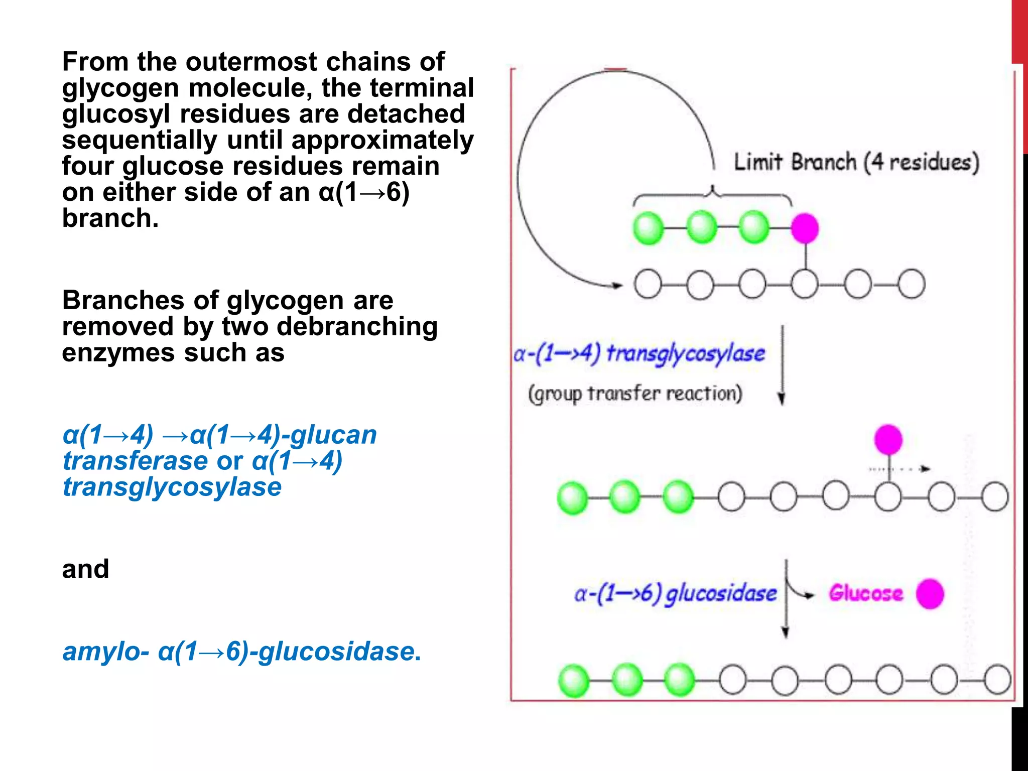 Glycogenolysis | PDF