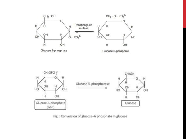 Glycogenolysis | PDF