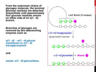 Glycogenolysis | PDF