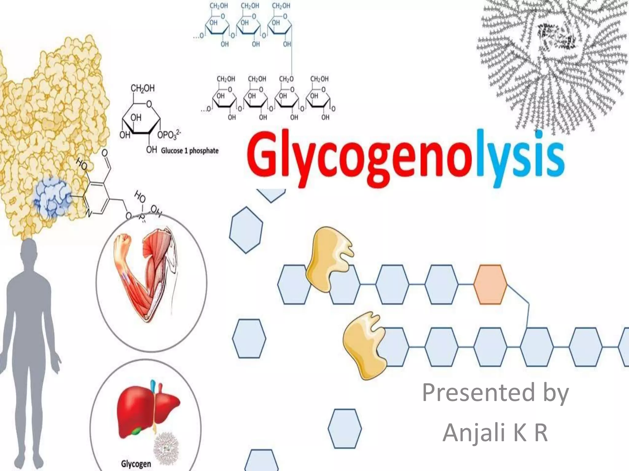 Glycogenolysis pathway and its regulation a detailed study. | PPTX