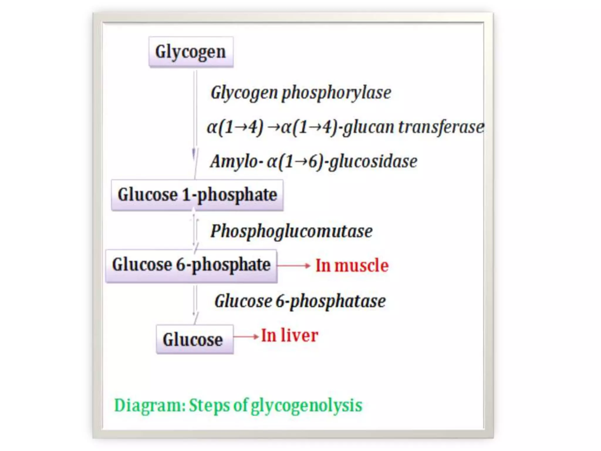 Glycogenolysis pathway and its regulation a detailed study. | PPTX | Endocrine and Metabolic ...