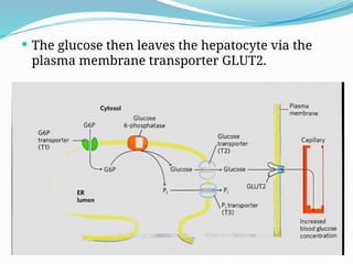 glycogenolysis by ss. It is the process of glycogen breakdown. | PPTX