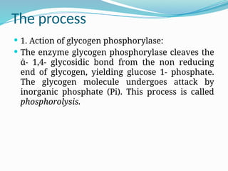 glycogenolysis by ss. It is the process of glycogen breakdown. | PPT
