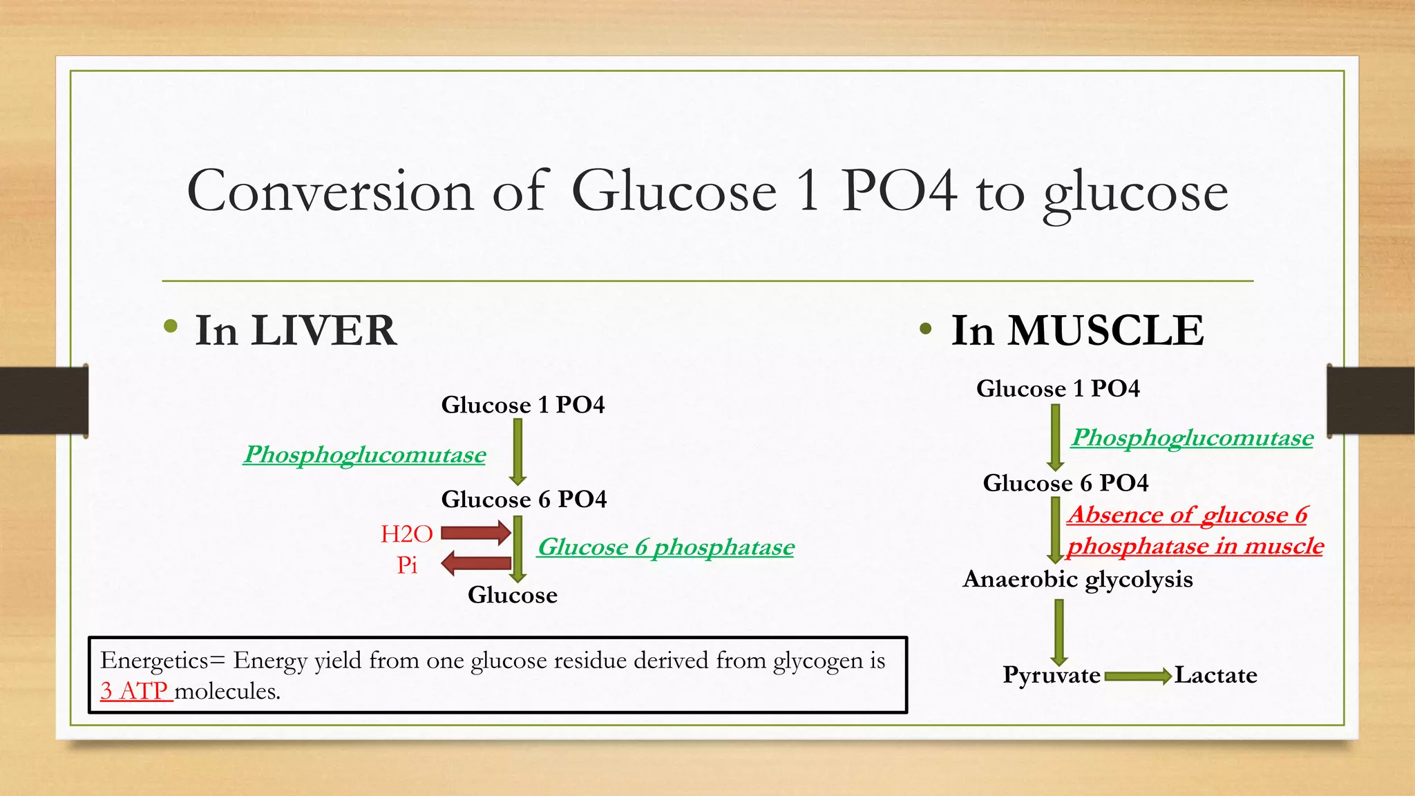 Glycogenolysis biochemistry- carbohydrate metabolism | PDF