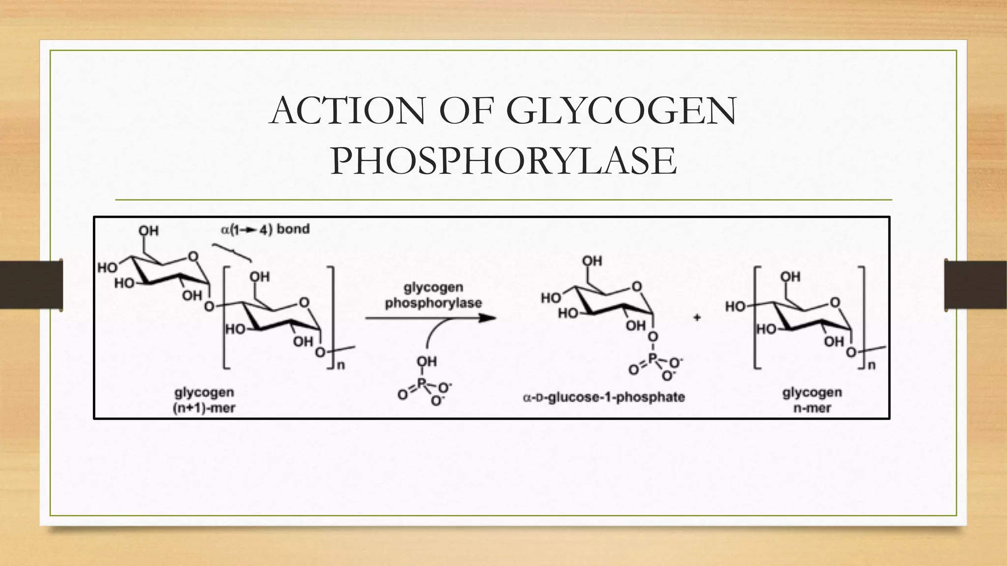 Glycogenolysis biochemistry- carbohydrate metabolism | PDF
