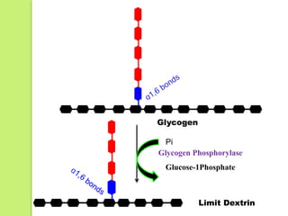 glycogenolysis-converted.pptxbreakdown of glycogen | PPTX