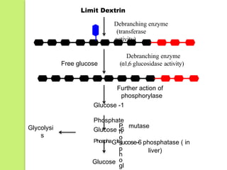 glycogenolysis-converted.pptxbreakdown of glycogen | PPT