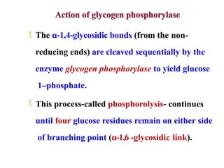 glycogenolysis-converted.pptxbreakdown of glycogen | PPTX